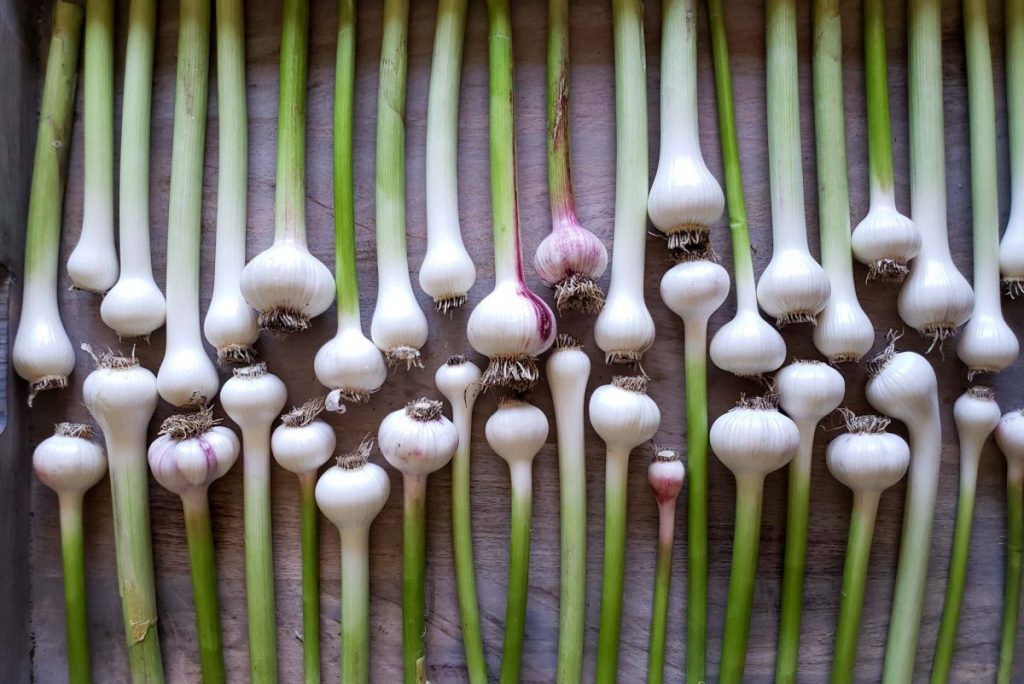 How to Plant and Harvest Green Garlic – Garden with Diana